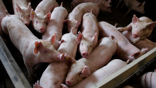 Three-and-a-half month old hogs are seen at Whiteshire Hamroc farm in ...
