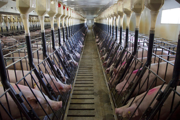 Sows feed at Whiteshire Hamroc farm in Albion, Indiana - Chicago ...